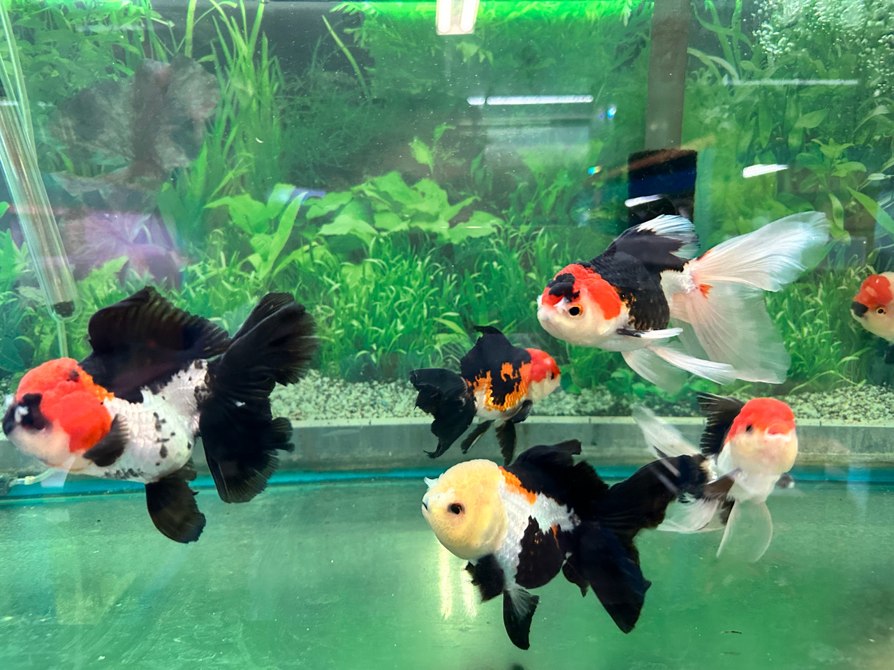 XL Tri Color Oranda