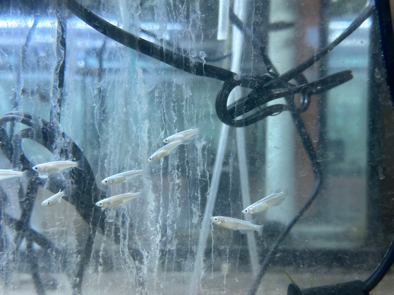 Blue Sparkle Medaka Rice Fish - Oryzias latipes