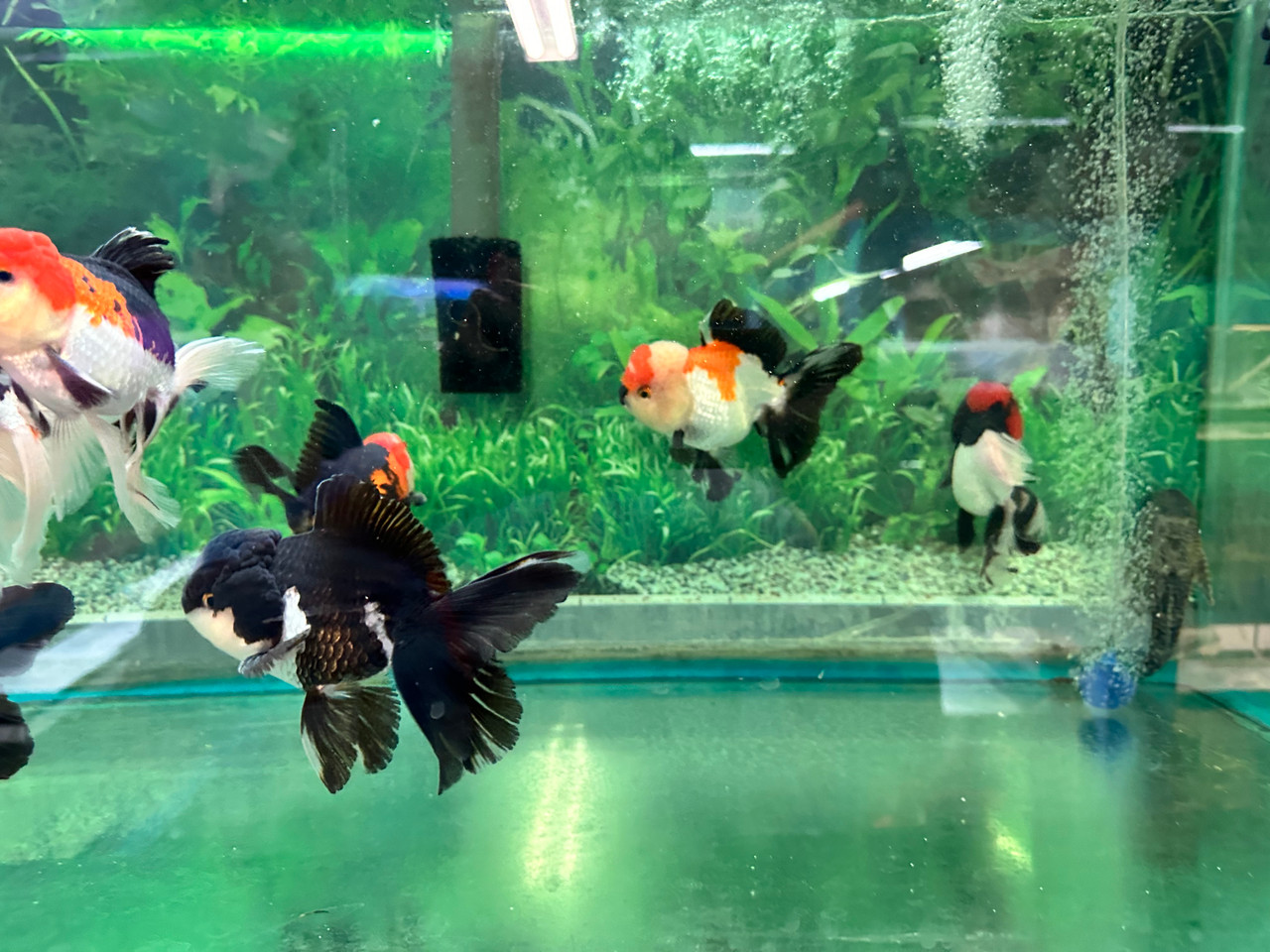 Tri Color Oranda