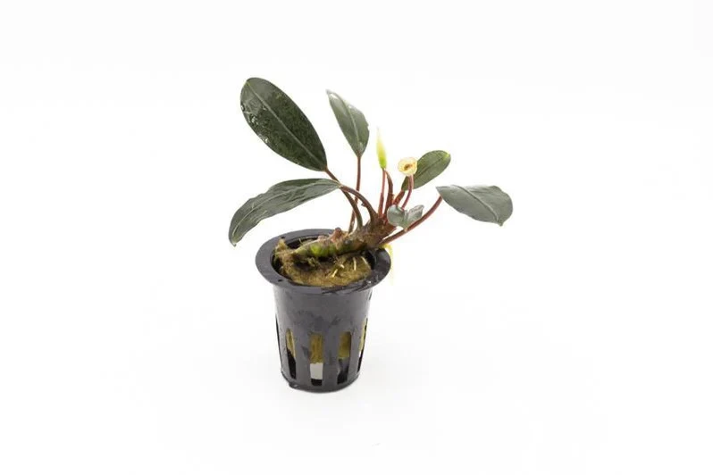 Buy Bucephalandra Pink Lady - Stunning Pink and Green Aquarium Plant ...