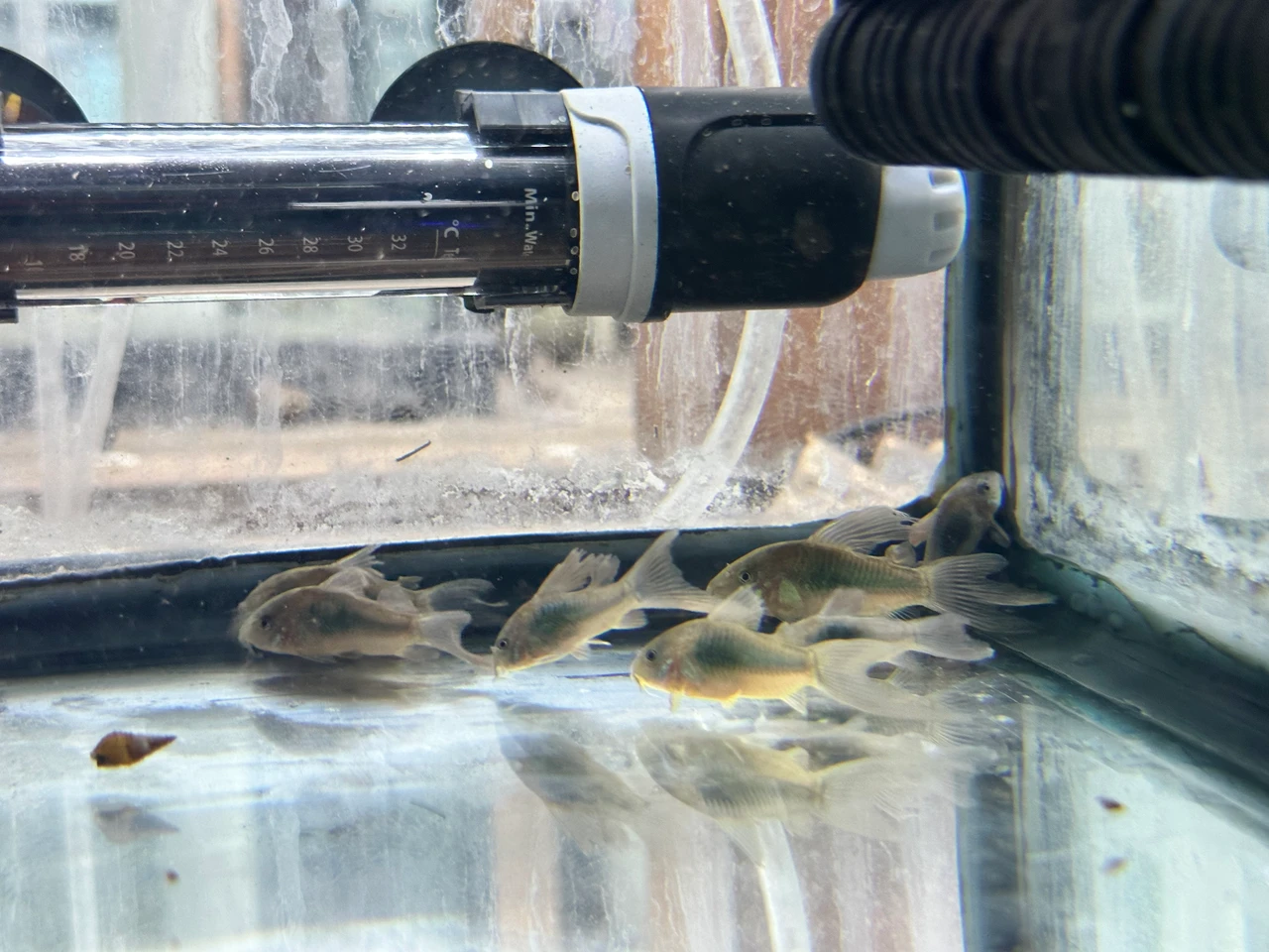Freshwater Tropical Fish: Long Fin Venezuelan Red Sailfin Cory Cat ...