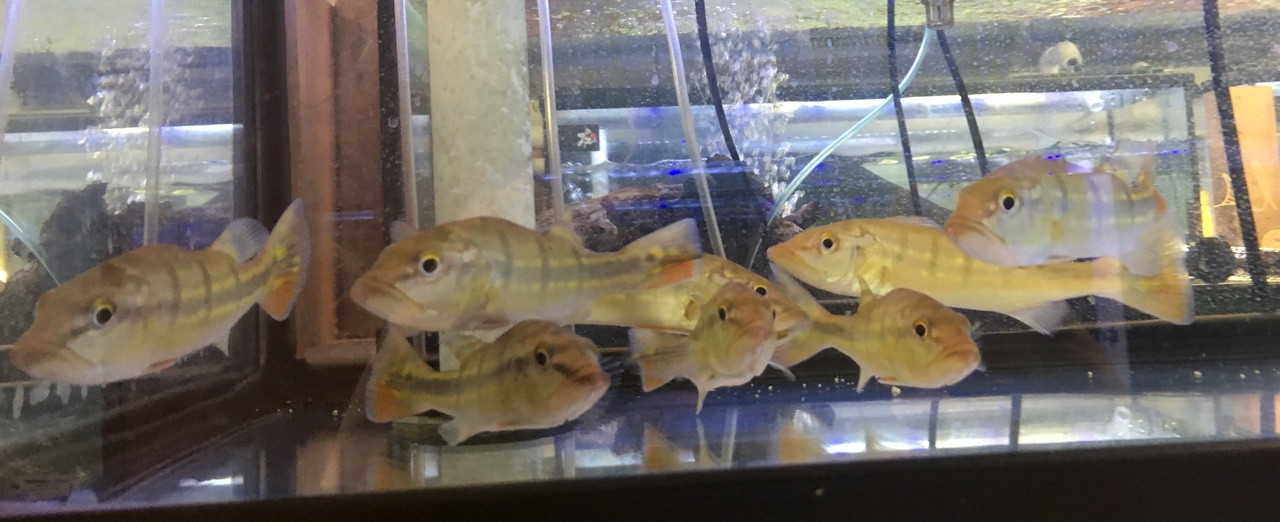 Cichlids For Sale: Temensis Peacock Bass - Cichla Temensis