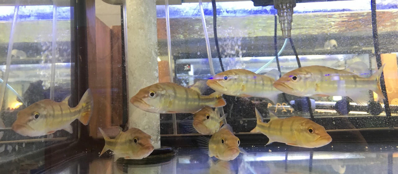 Cichlids For Sale: Temensis Peacock Bass - Cichla Temensis