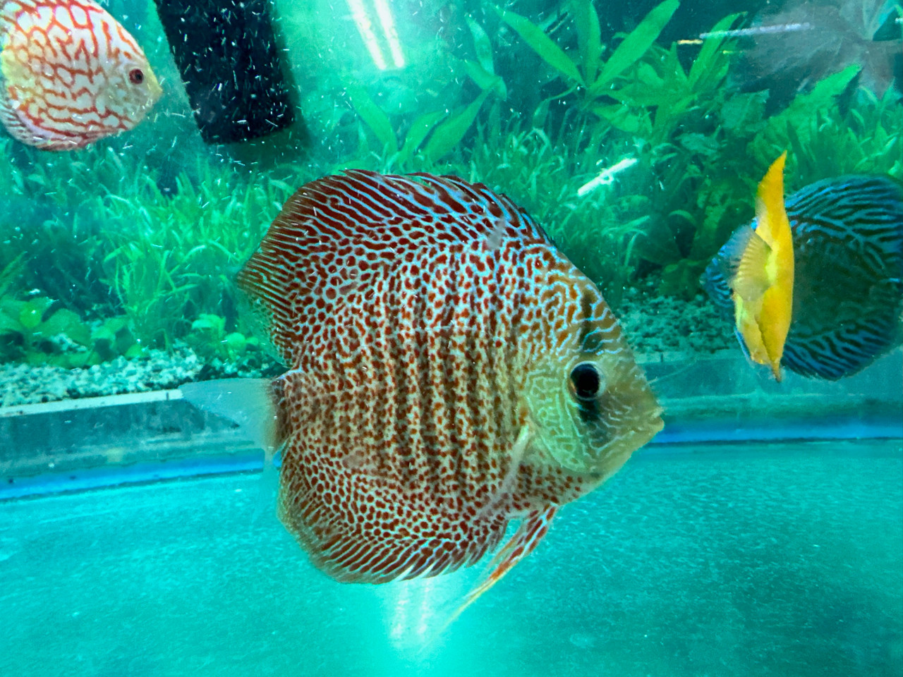 Leopard Spotted Discus