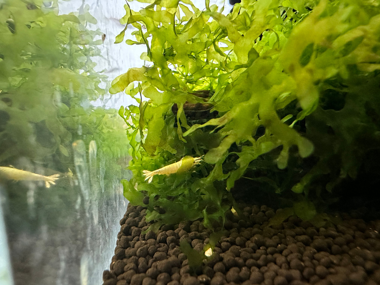 Golden Bee / Snow White Shrimp (Caridina cf. cantonensis)
