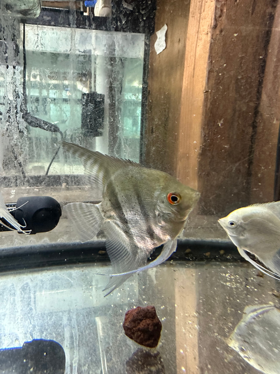 Buy Blue Philippine Angelfish Online - Blue Pinoy Angelfish for Sale ...