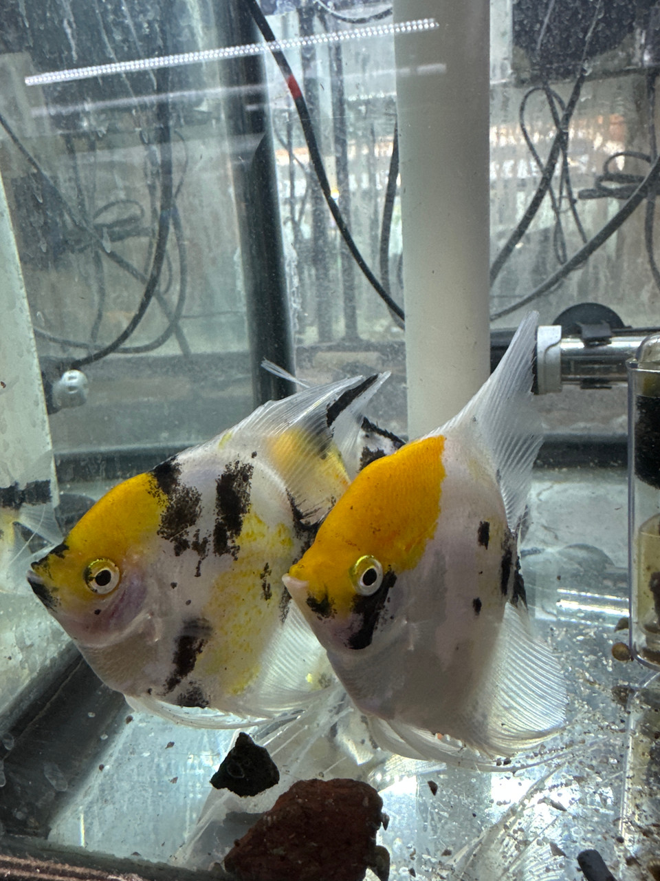 Buy Koi Angelfish - Beautiful Freshwater Fish | Petzonesd.com
