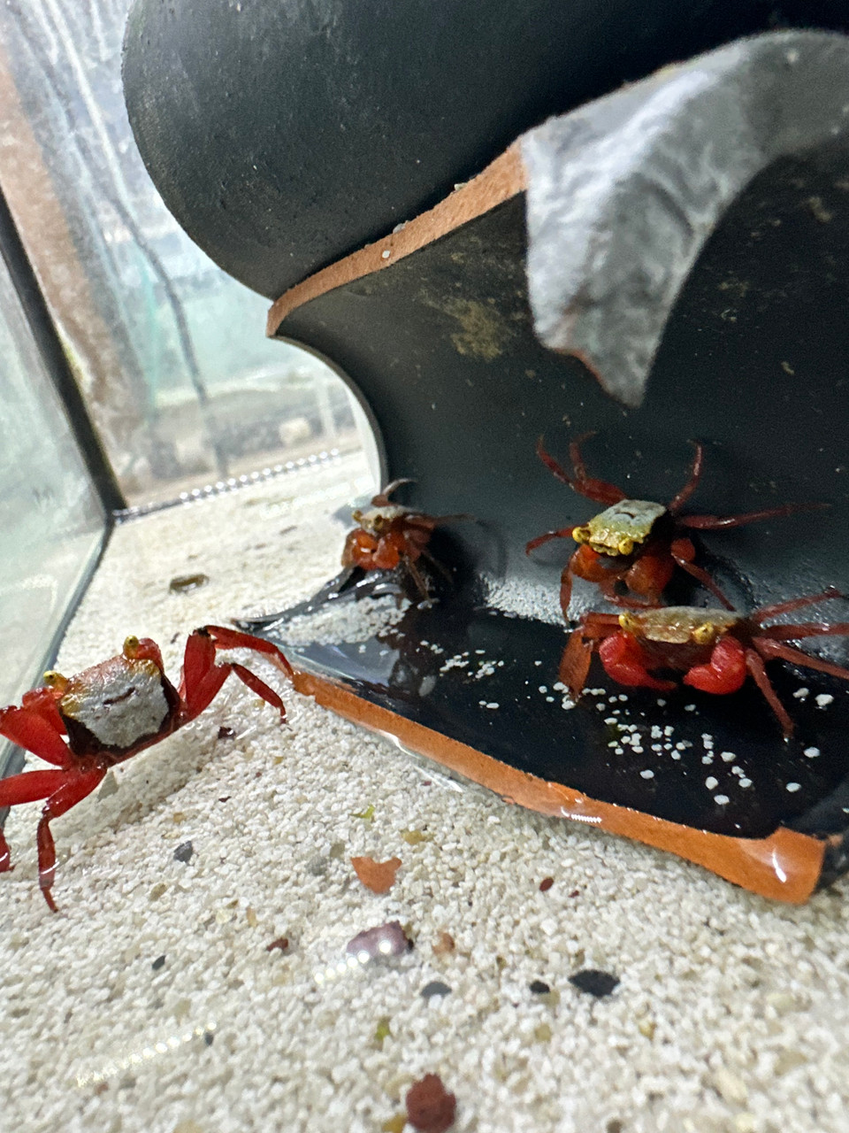 Rainbow Vampire Crabs "Rouxi" for Sale | Vibrant & Unique Aquarium Pets ...