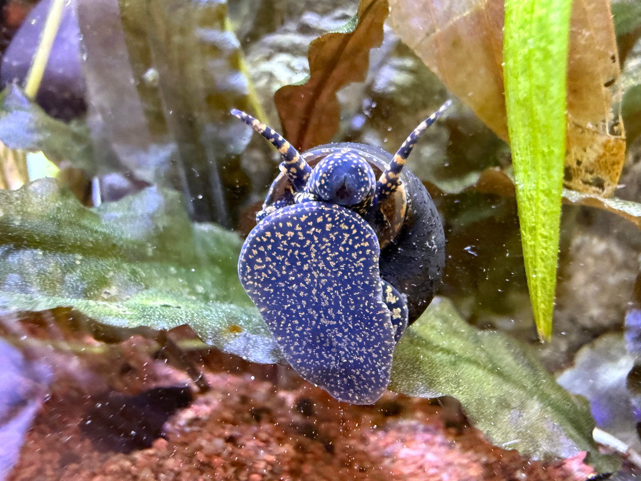Blueberry Snail (Viviparus sp.) - Freshwater Snail for Sale | PetZoneSD