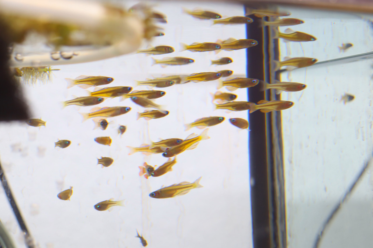 Freshwater Fish For Sale: Paskai Rainbowfish - Pseudomugil paskai