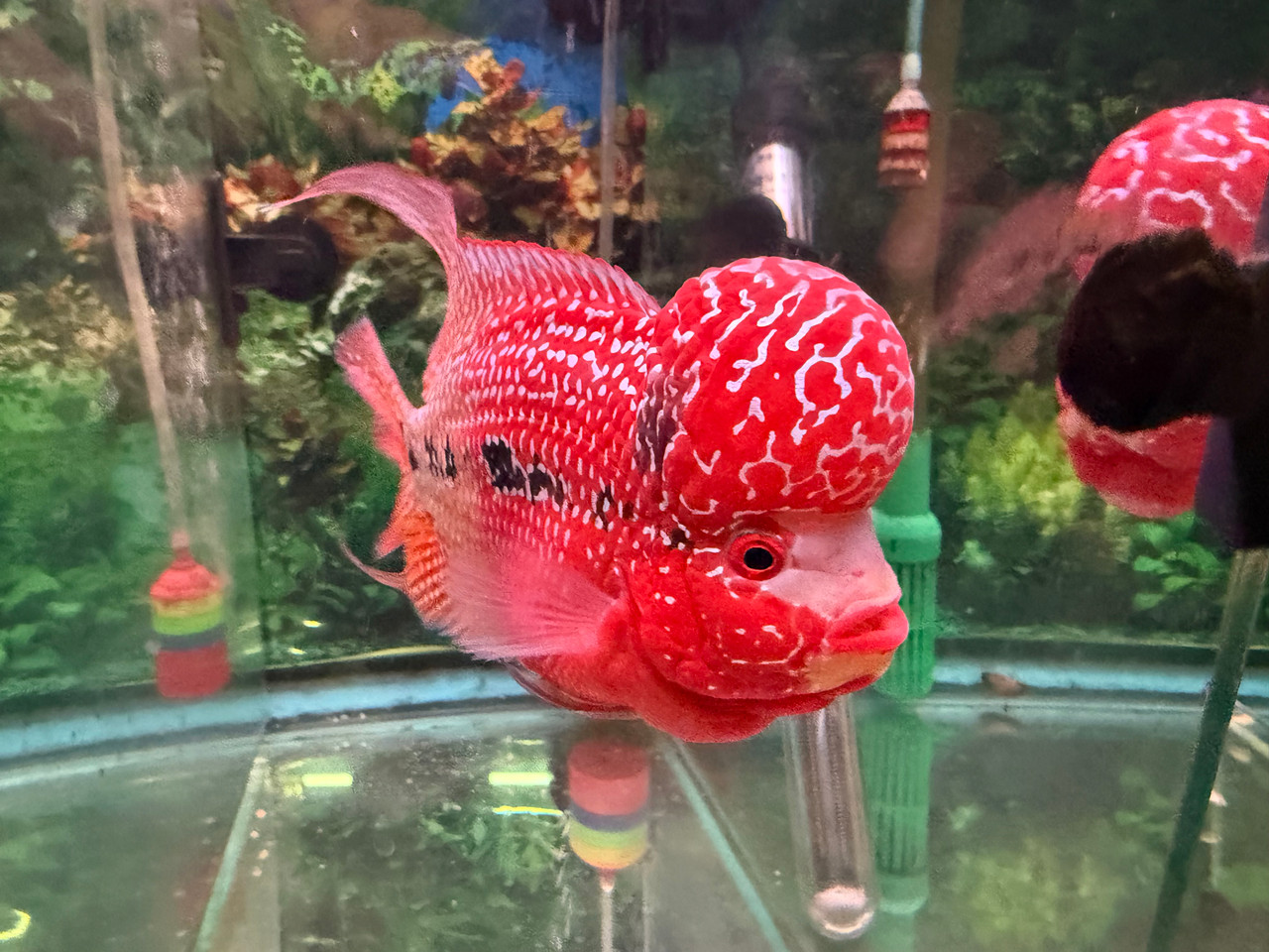 Super Red Dragon Flowerhorn for Sale – Vibrant 5" Flowerhorn with ...