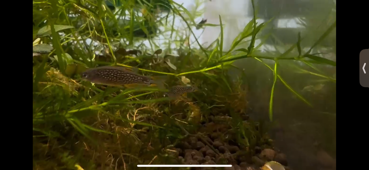 Freshwater Fish For Sale: Galaxy Rasbora (Celestial Pearl Danio ...