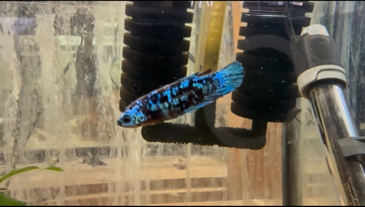 The Black Blue Galaxy Betta Female is a stunning freshwater fish, known ...