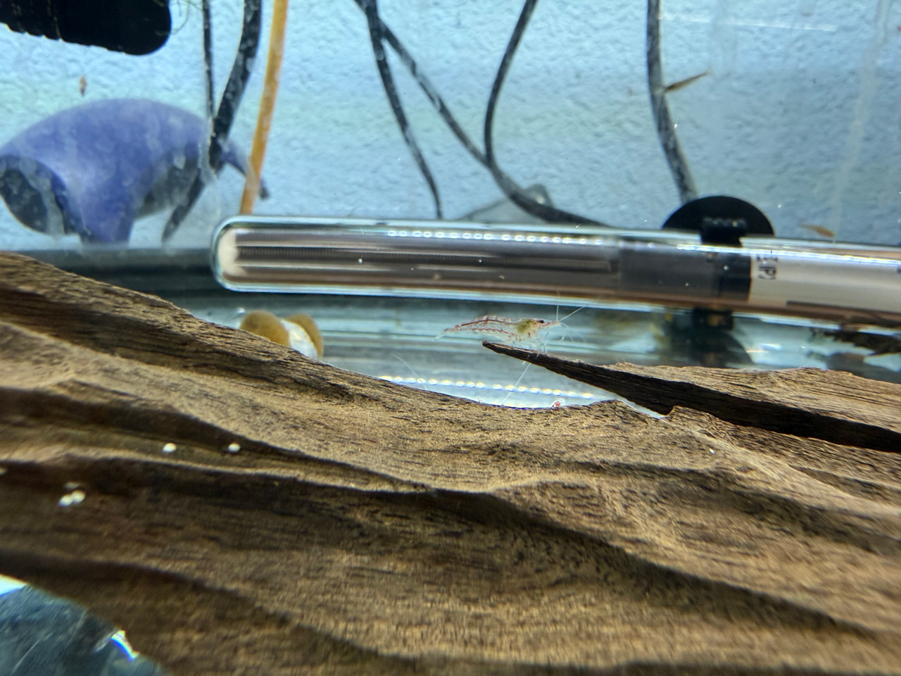 Skittle Shrimp (Neocaridina)