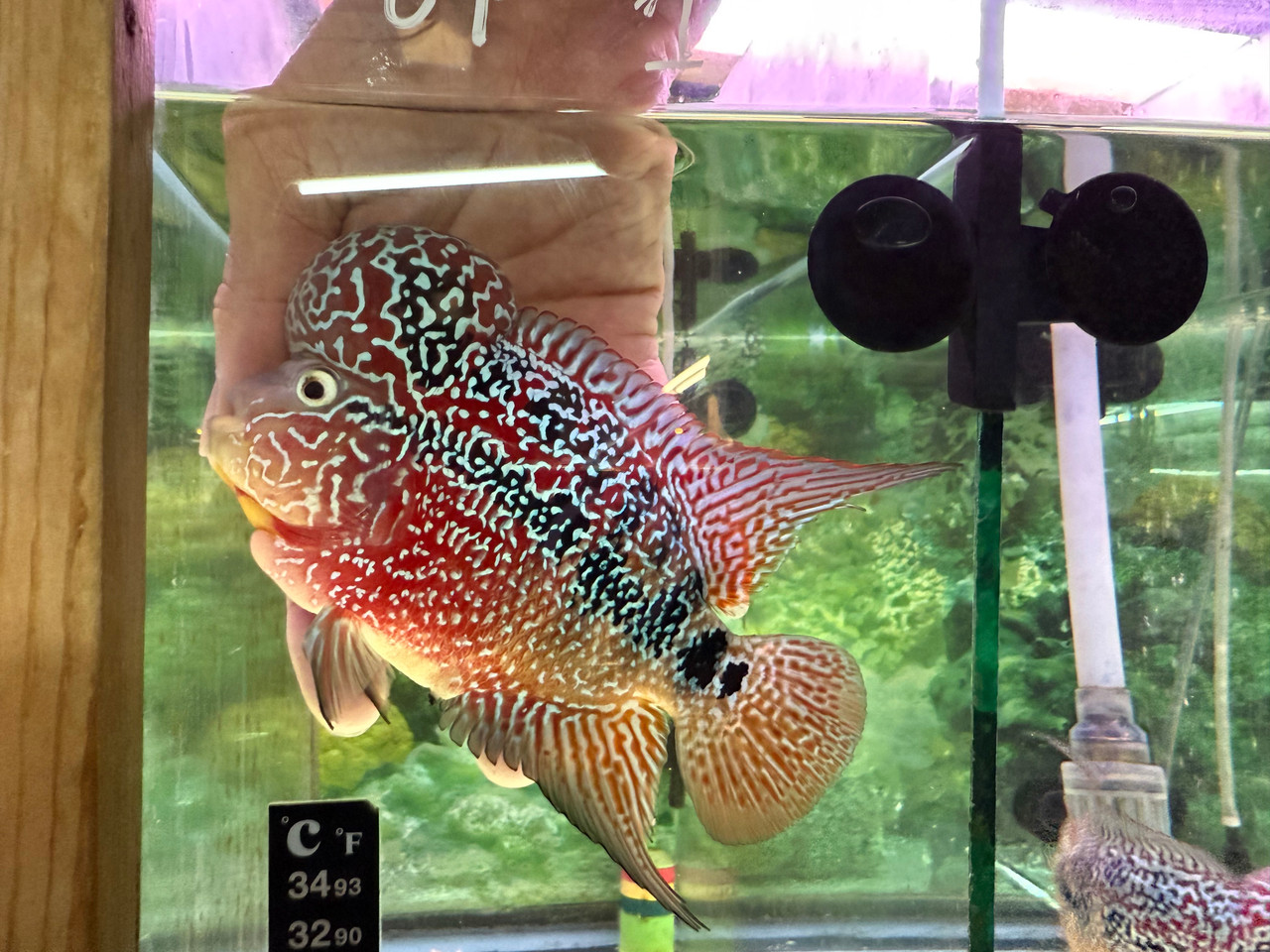 Hybrid Cichlids: ZZ SRD Flowerhorn - OP1