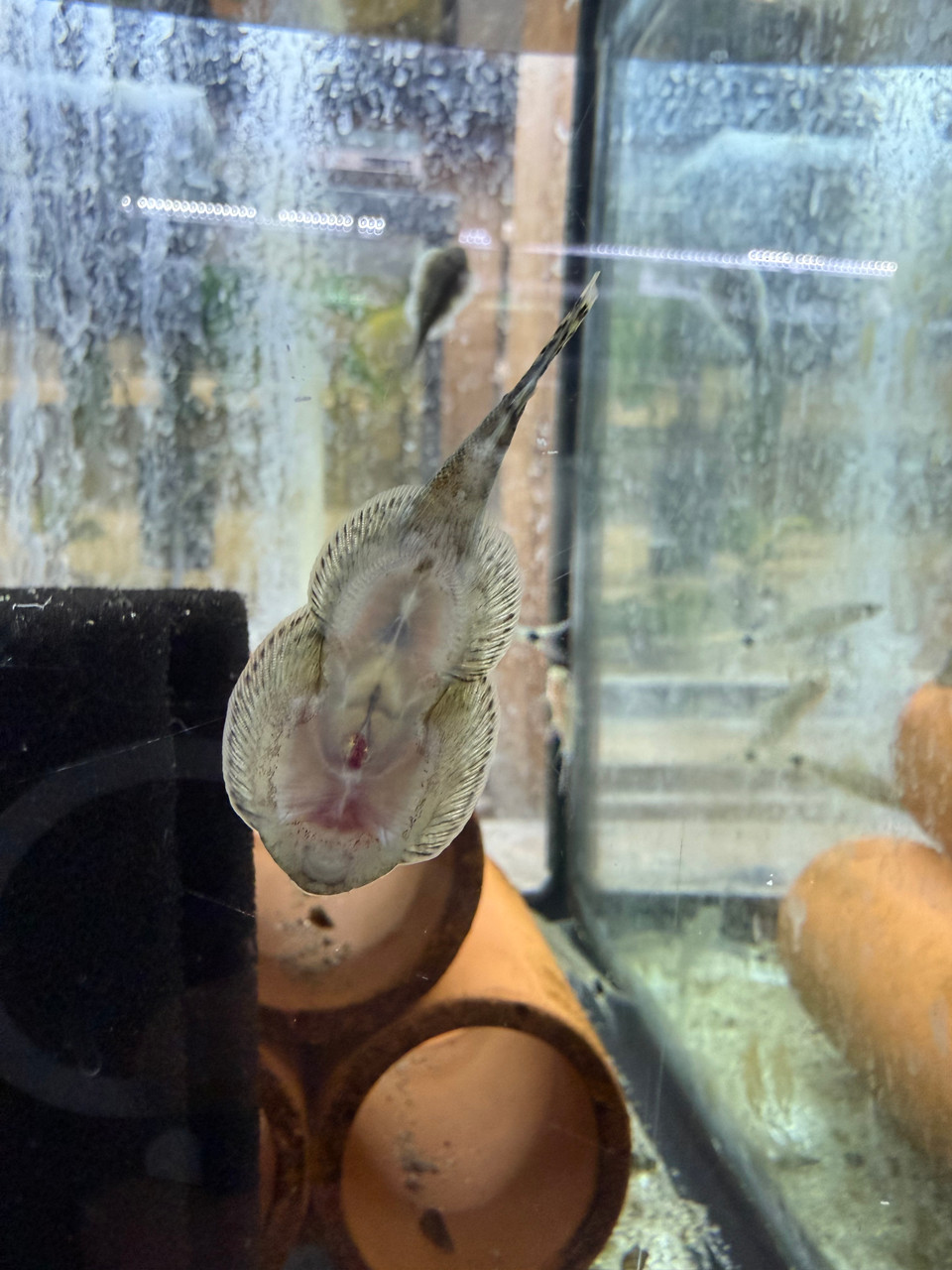 Butterfly Hillstream Loach