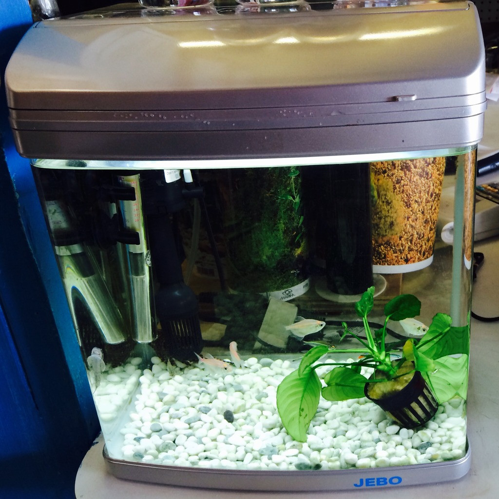 Micro Curved Glass Aquarium - 5 Gallon - Nano Tank! - Pet Zone Tropical ...