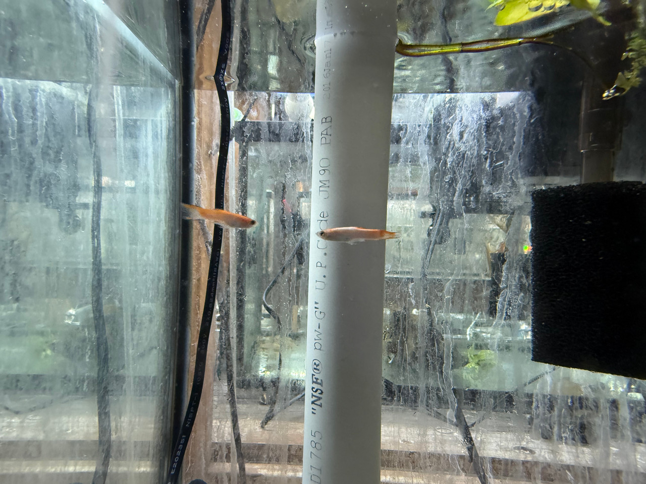 Pink Endler Guppy
