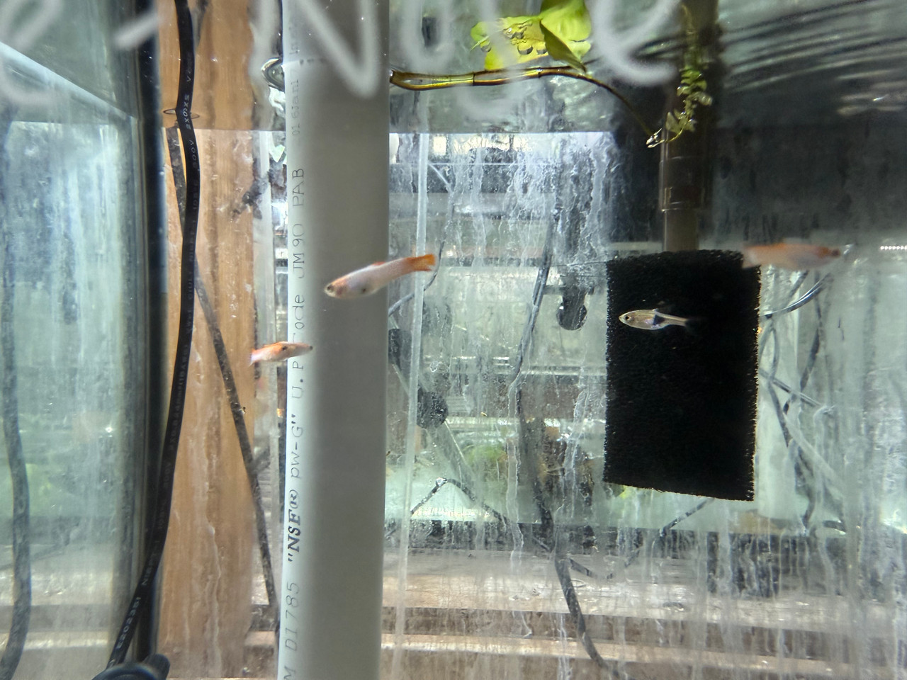 Pink Endler Guppy
