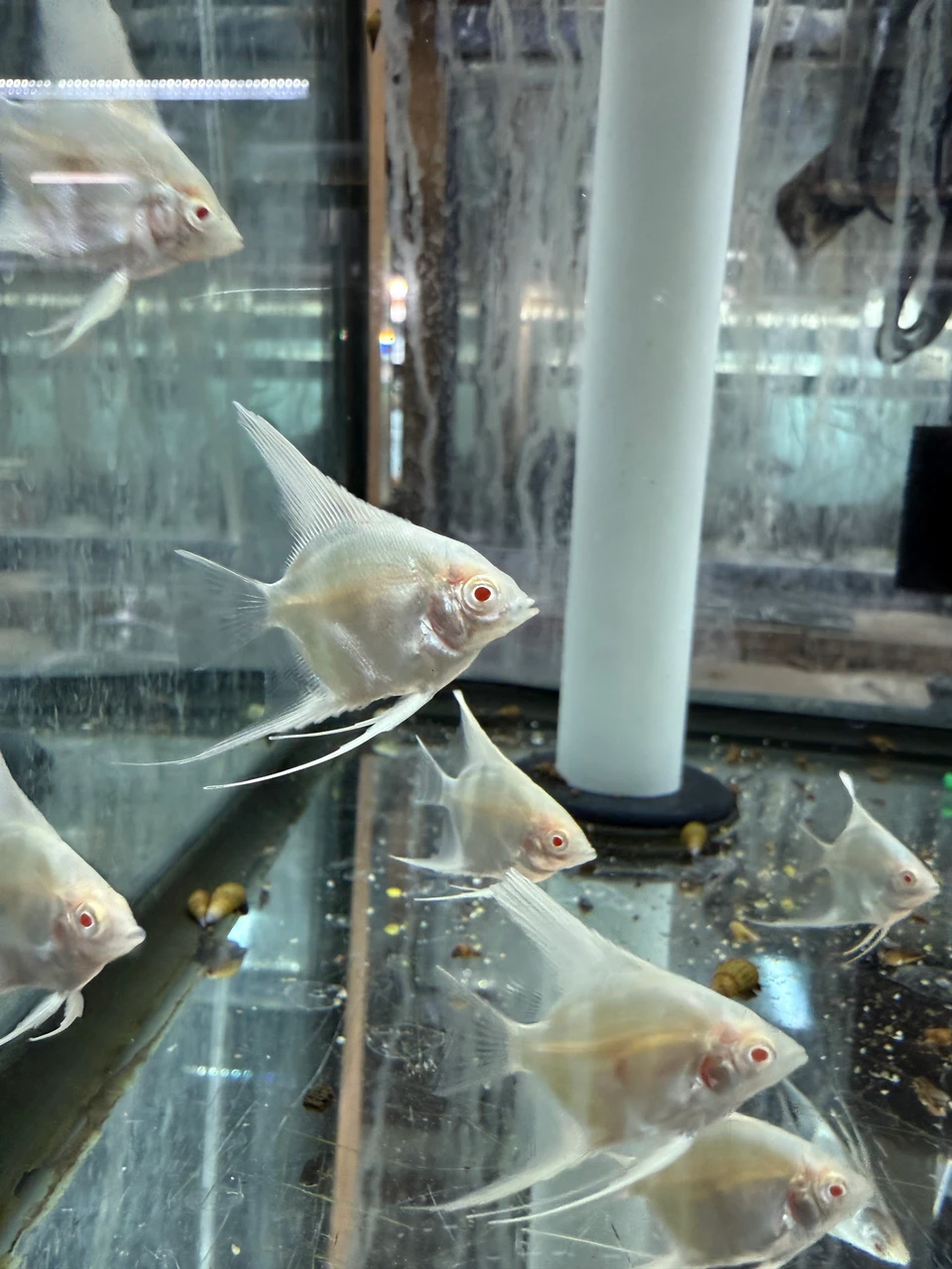 Albino Angelfish (Pterophyllum scalare) – Freshwater Tropical Fish