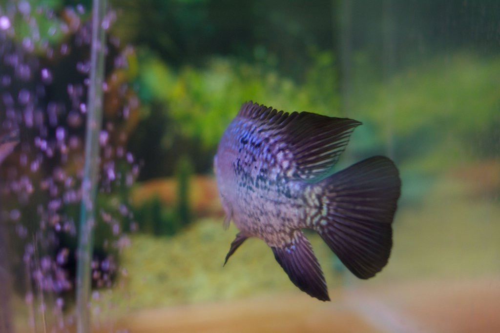 New World Cichlids: Green Texas Cichlid - Herichthys carpinte