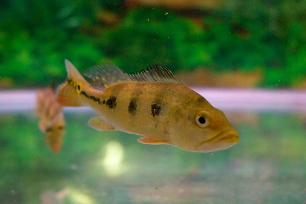 Freshwater Predatory Fish: Kelberi Peacock Bass - Cichla Kelberi