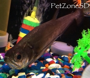 Predator Fish For Sale: Payara Vampire Tetra