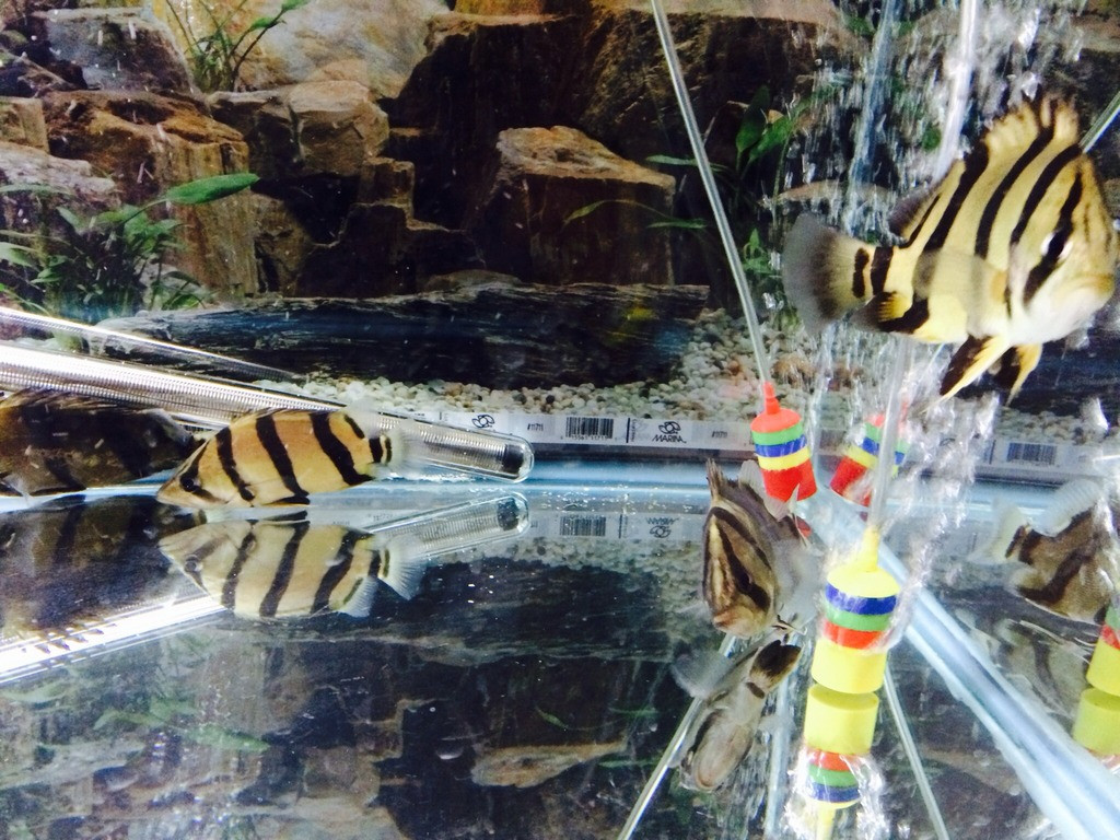 Freshwater Tropical Fish: Tiger Datnoid