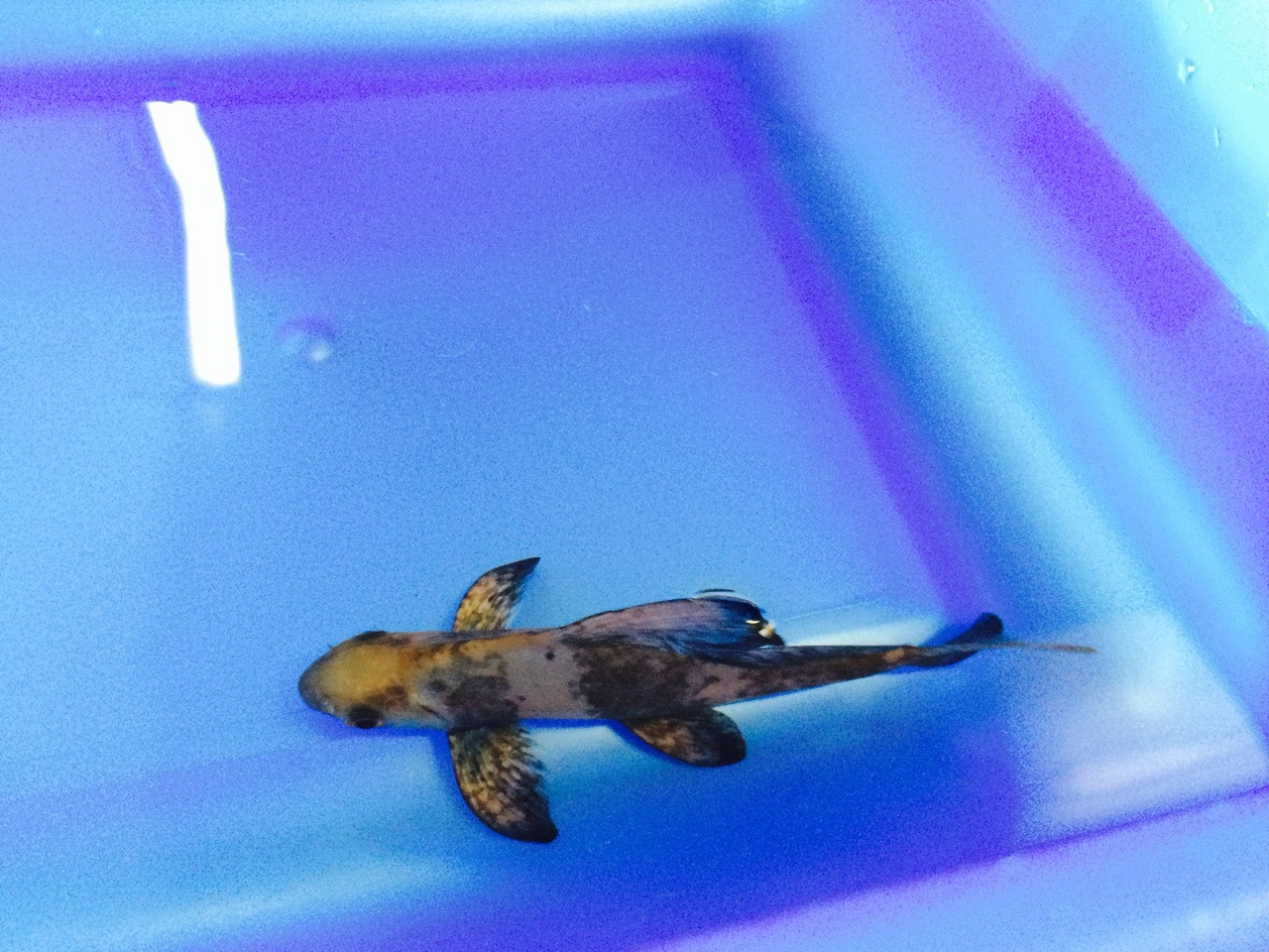 Pond Fish: Chinese Hi Fin Banded Shark