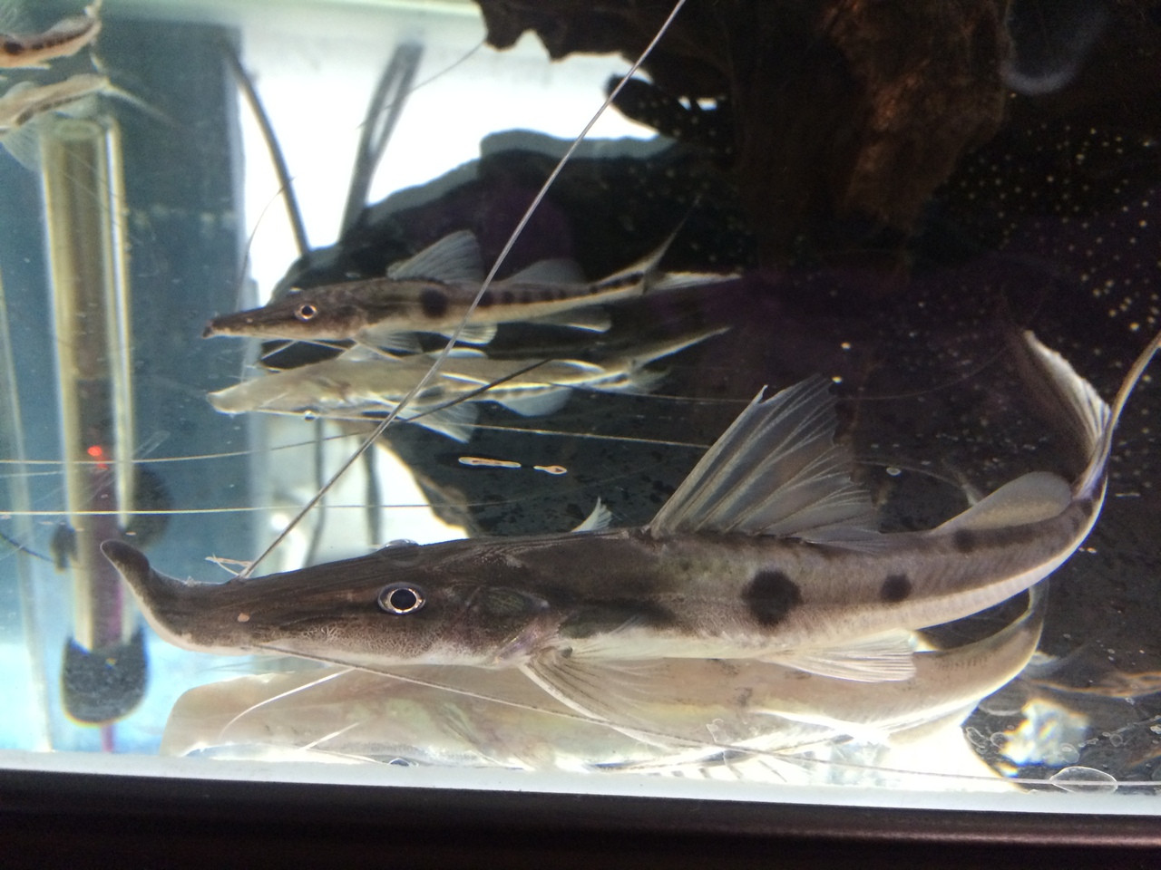 Sturgeon Catfish / Zorro Catfish (Platystomatichthys sturio) - Medium ...