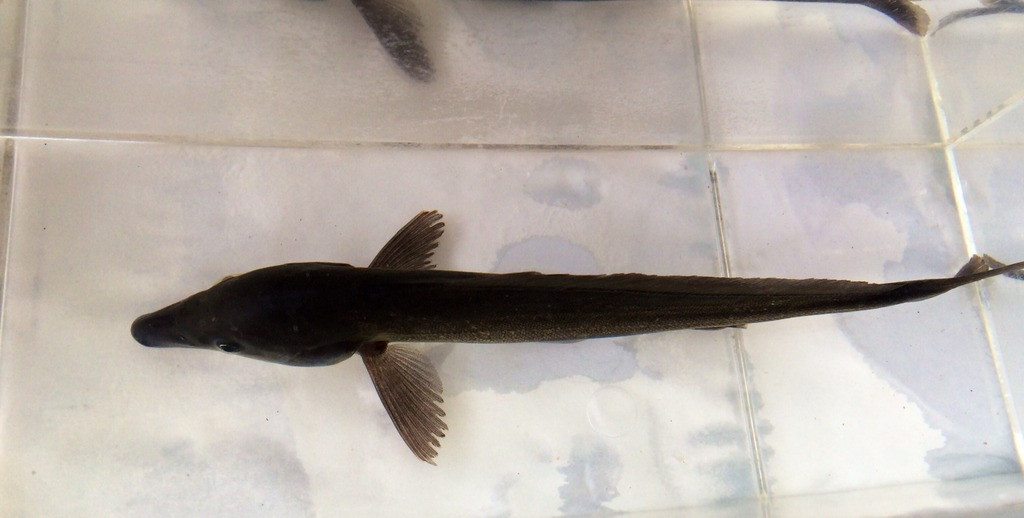 Freshwater Tropical Fish: Dolphin Fish - Mormyrus longirostris (Eastern ...