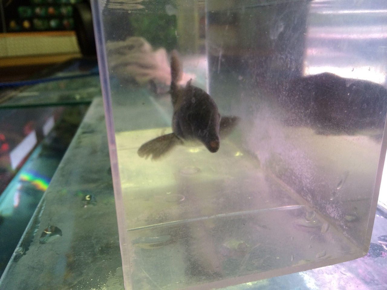 Freshwater Tropical Fish: Dolphin Fish - Mormyrus longirostris (Eastern ...