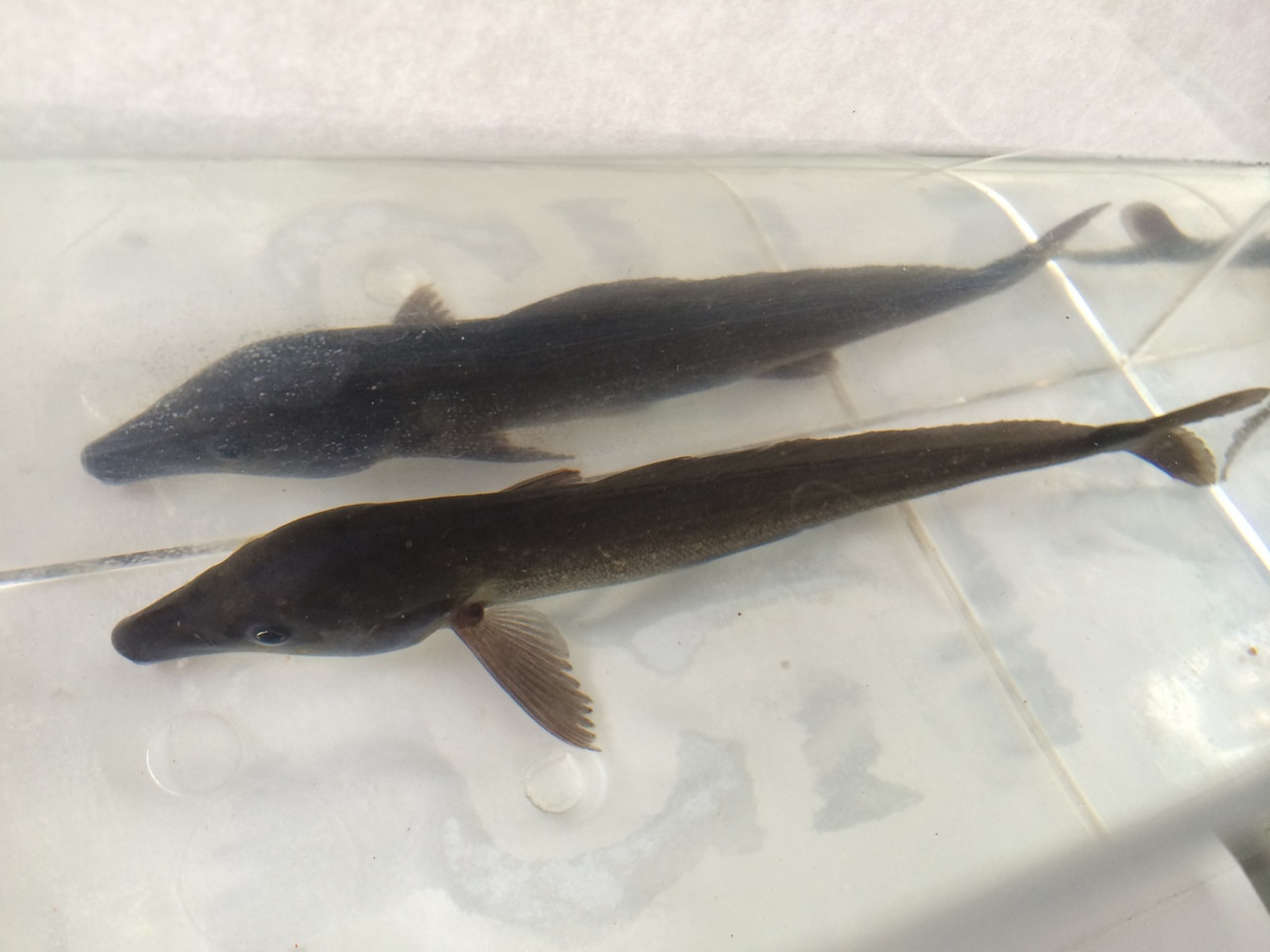 Freshwater Tropical Fish: Dolphin Fish - Mormyrus longirostris (Eastern ...