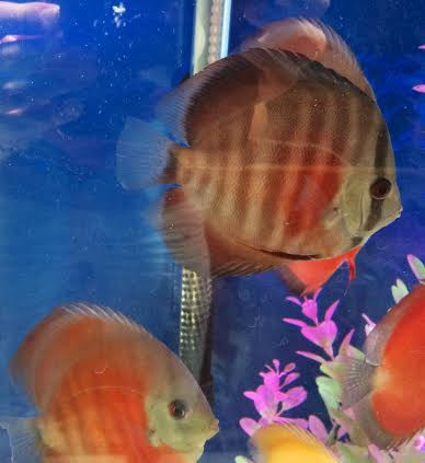 Rose Red Discus - Pet Zone Tropical Fish - San Diego, California