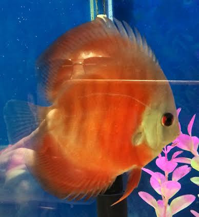 Rose Red Discus - Pet Zone Tropical Fish - San Diego, California