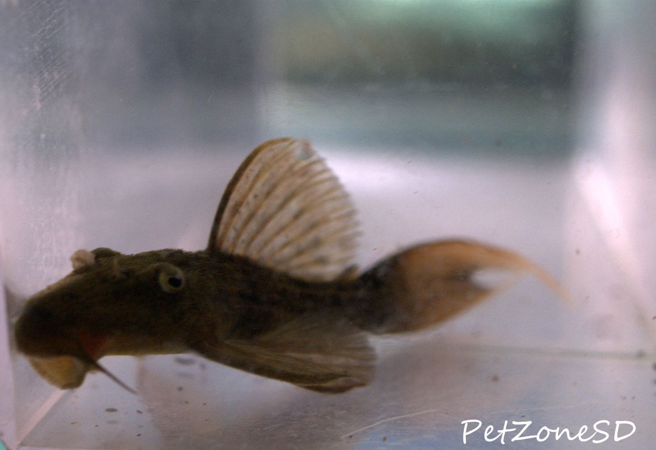 Freshwater Tropical Fish: L025 Scarlet Pleco