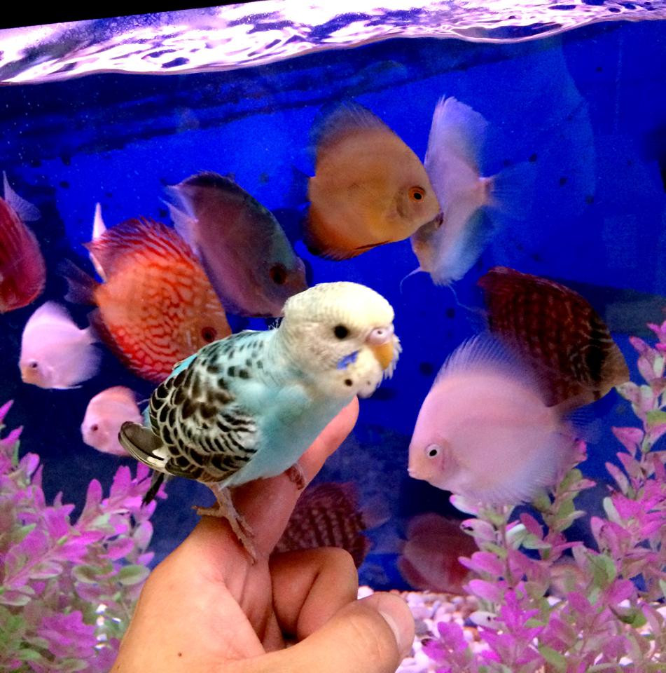 Pet Birds For Sale: Parakeet/Budgie