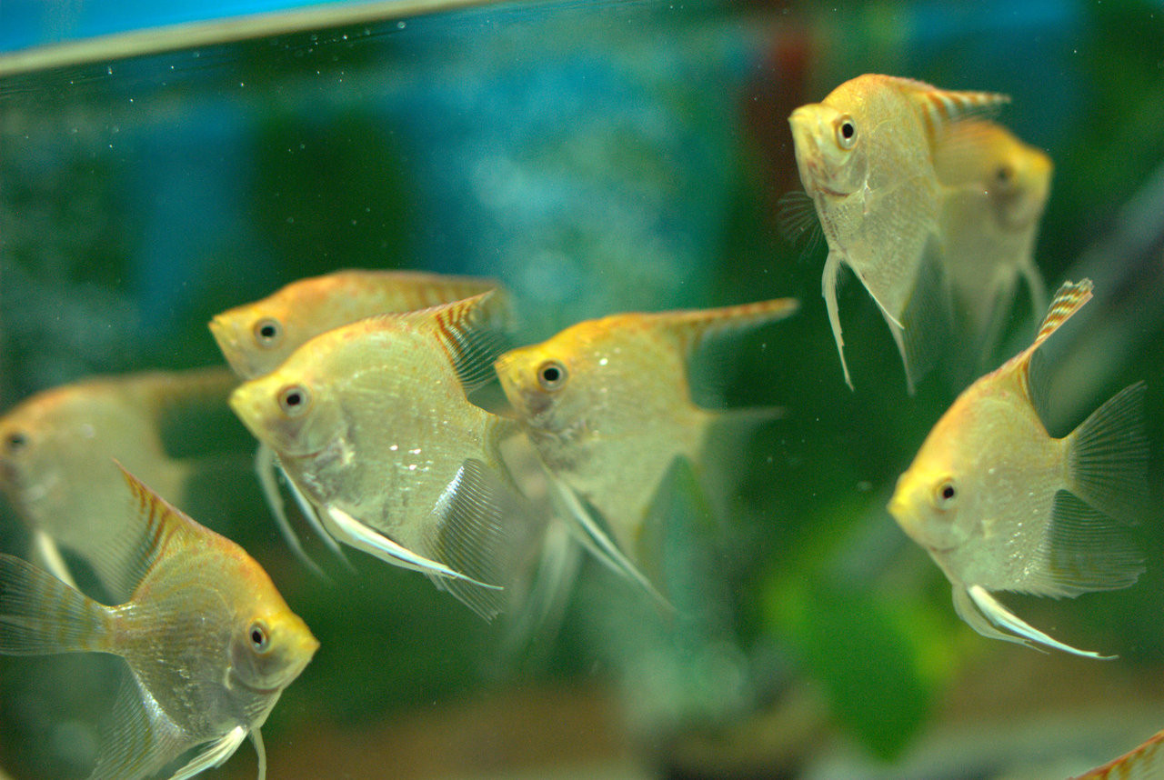Community Fish: Gold Veil Angelfish