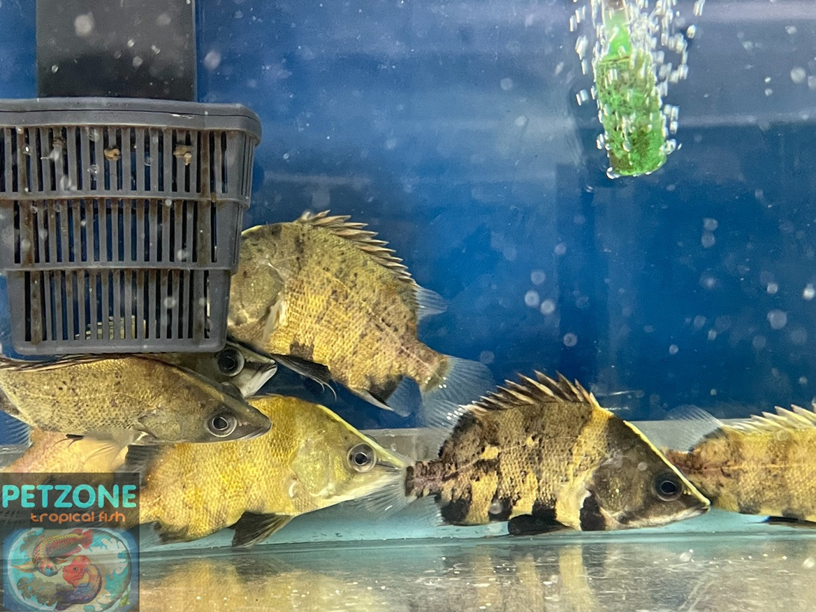 Freshwater Tropical Fish: NGT Datnoid (New Guinea Tiger Datnoid ...