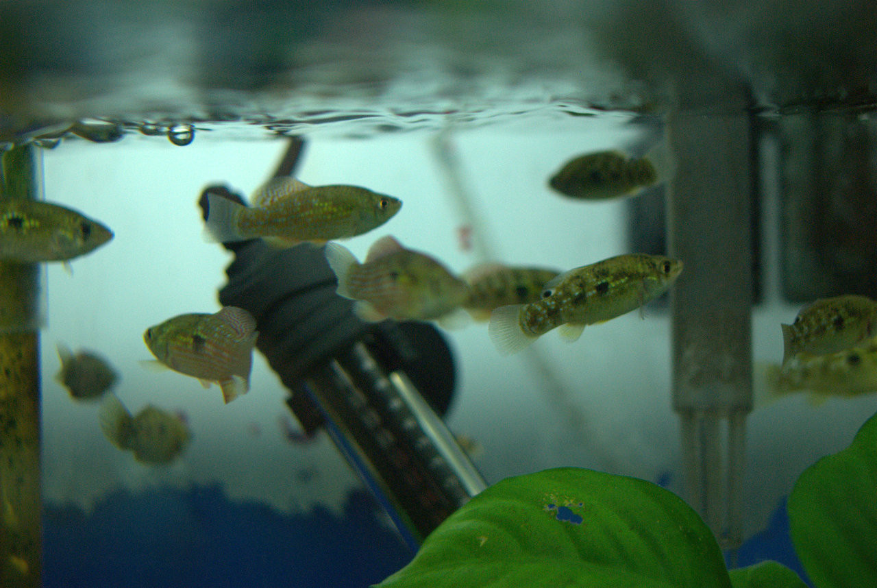 Freshwater Tropical Fish: American Flag Fish, Jordanella floridae