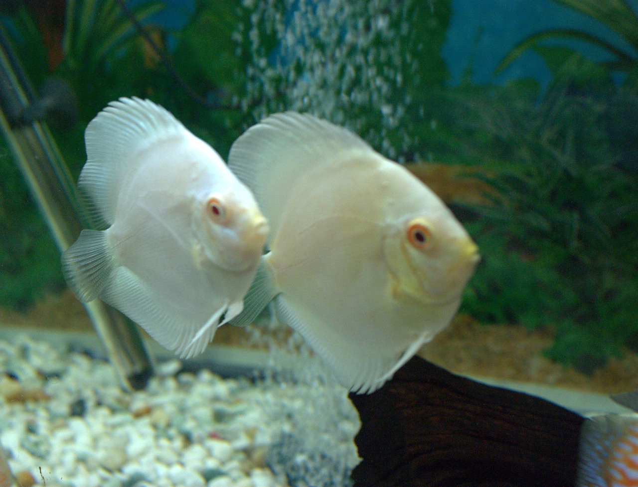 Freshwater Tropical Fish: Albino Blue Diamond Discus (Platinum Blue ...