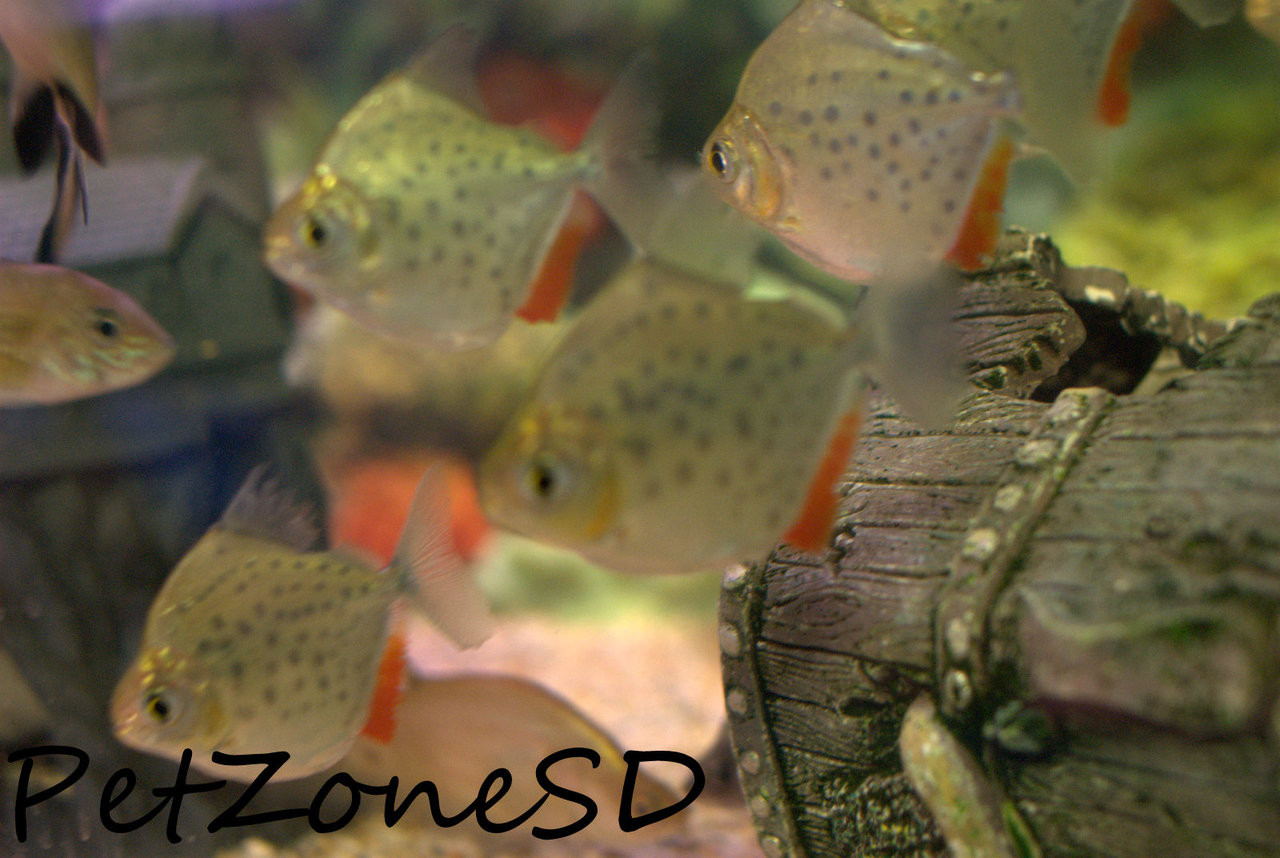 Freshwater Tropical Fish: Spotted Silver Dollar Fish, Metynnis ...