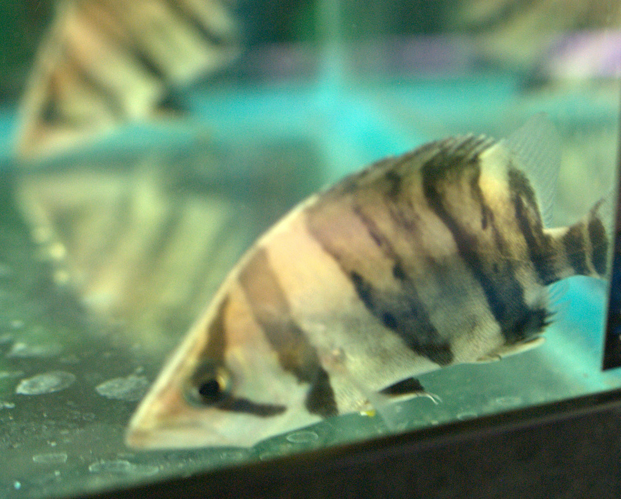 Rare Oddball Tropical Fish: IT Datnoid, Indo Tiger Datnoid