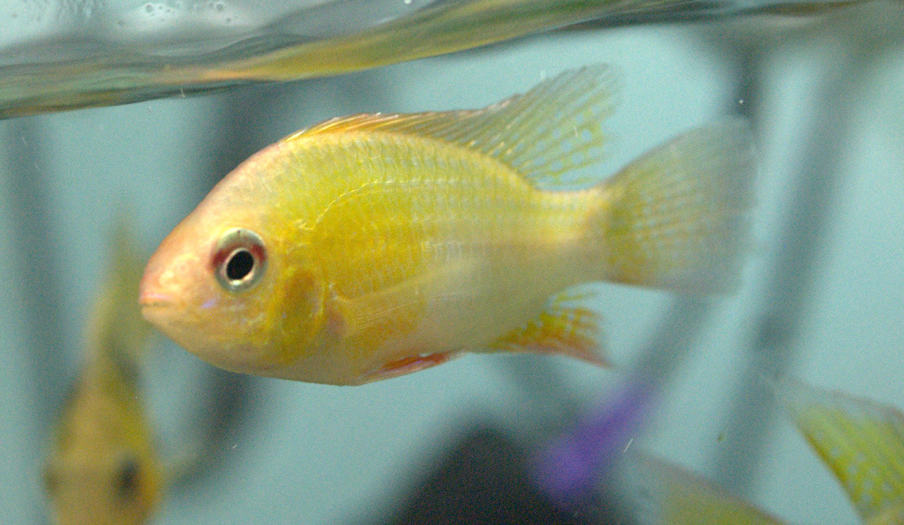 South American Cichlids: German Gold Ram, Papiliochromis ramirezi