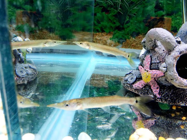 Carnivore Freshwater Fish: Freshwater Barracuda - Ctenolucius Hujeta ...