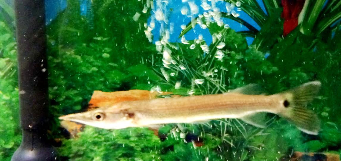 Carnivore Freshwater Fish: Freshwater Barracuda - Ctenolucius Hujeta ...