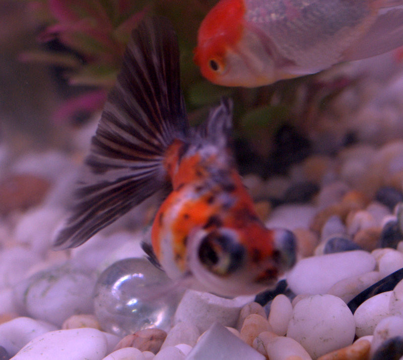 Fancy Goldfish: Calico Butterfly Tail Goldfish