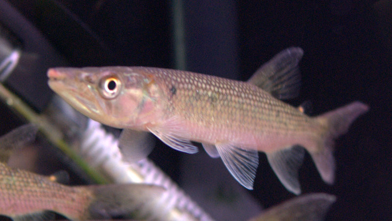 Predator Fish For Sale: African Tiger Odoe Pike Characin