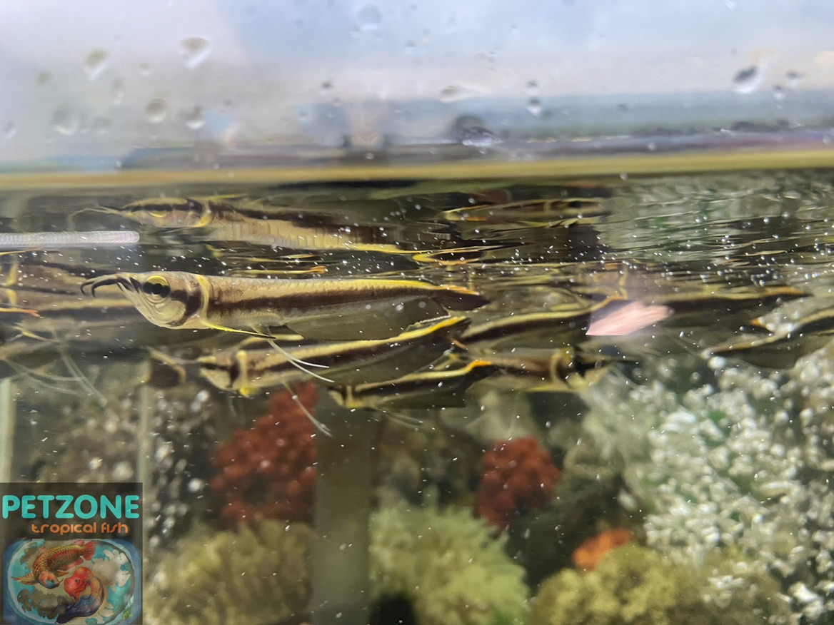 Black Arowana: Black/Blue Arowana Fry - Black Arowana Fry / Blue ...