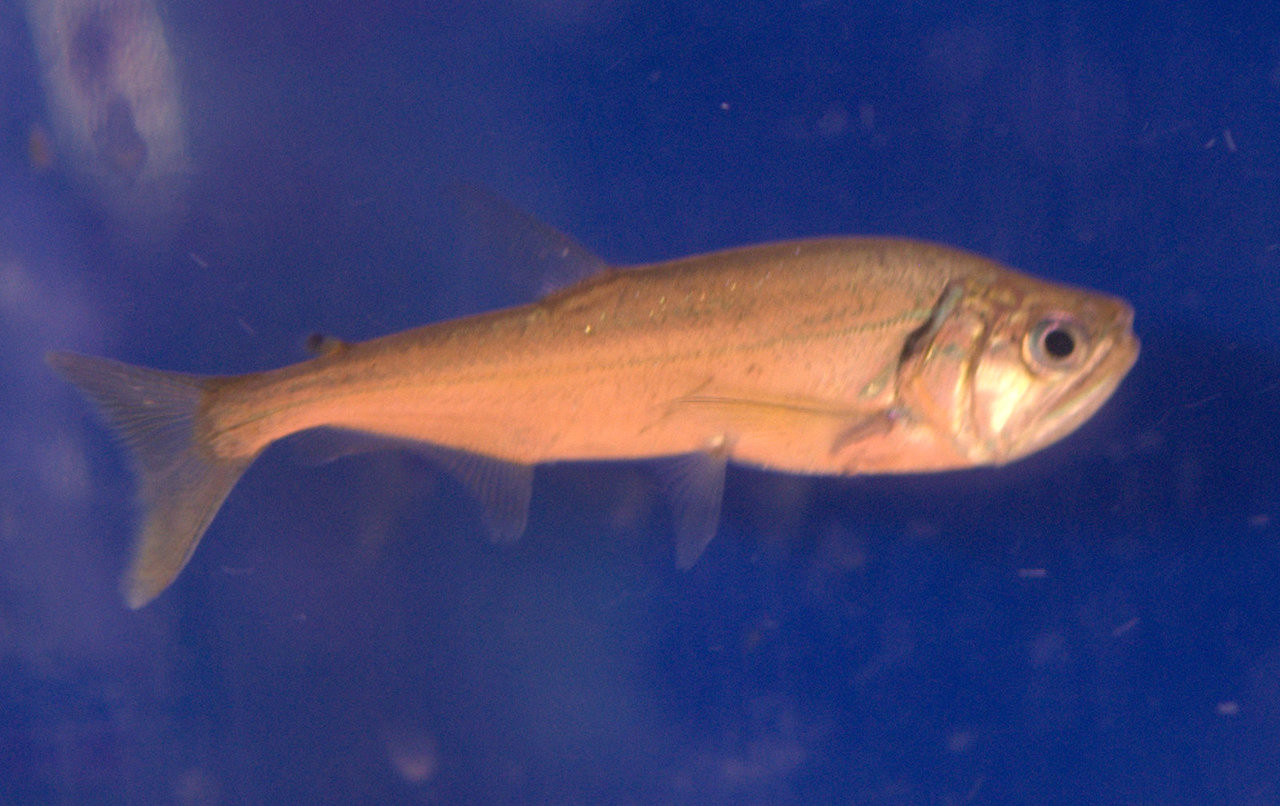 Predator Fish For Sale: Saber Tooth Payara